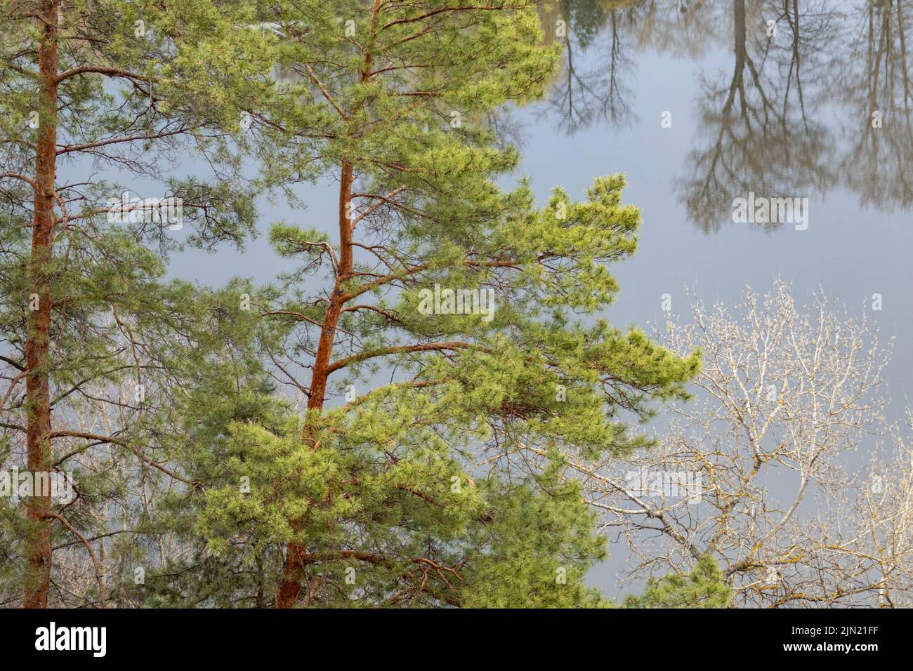Green pine trees top with water mirror background. Spring forest on ...