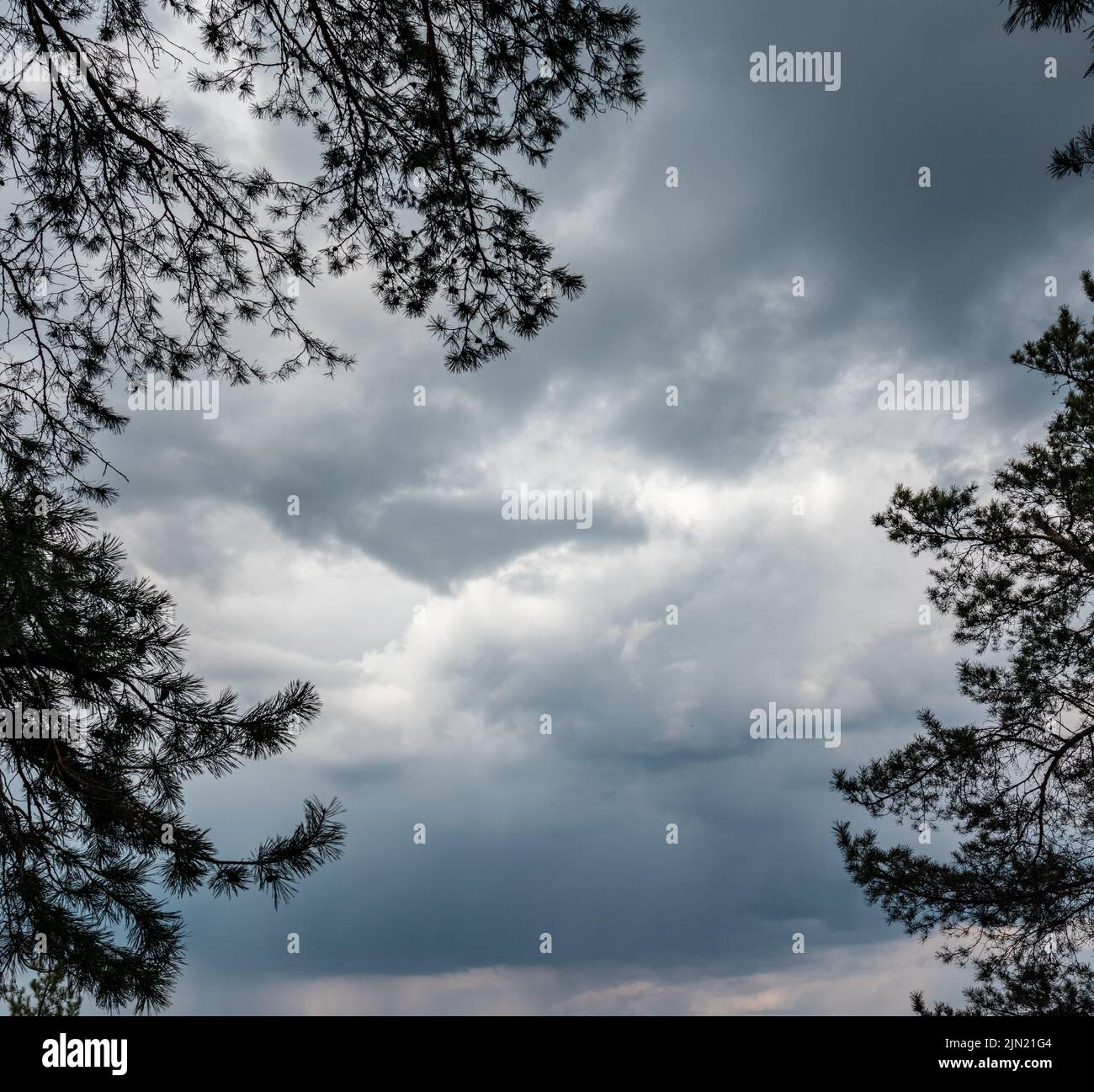 Pine tree branches dark silhouettes on dramatic cloudy gray sky ...