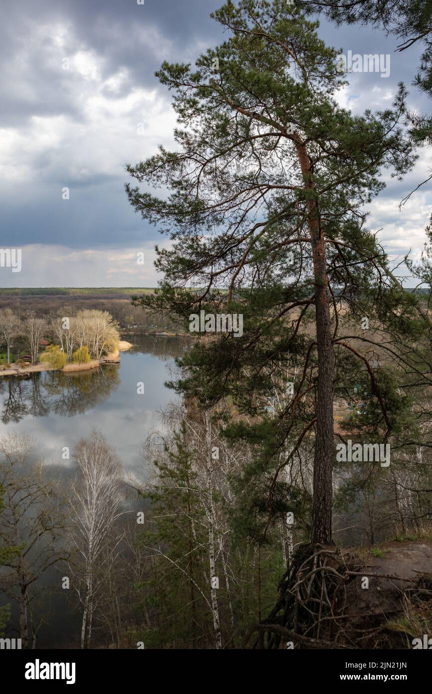 Pine tree growing on cliff of Siverskyi Donets river. Sunny spring ...