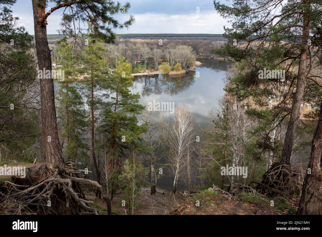 Pine trees with gorgeous roots and green branches grow Cossack mountain ...
