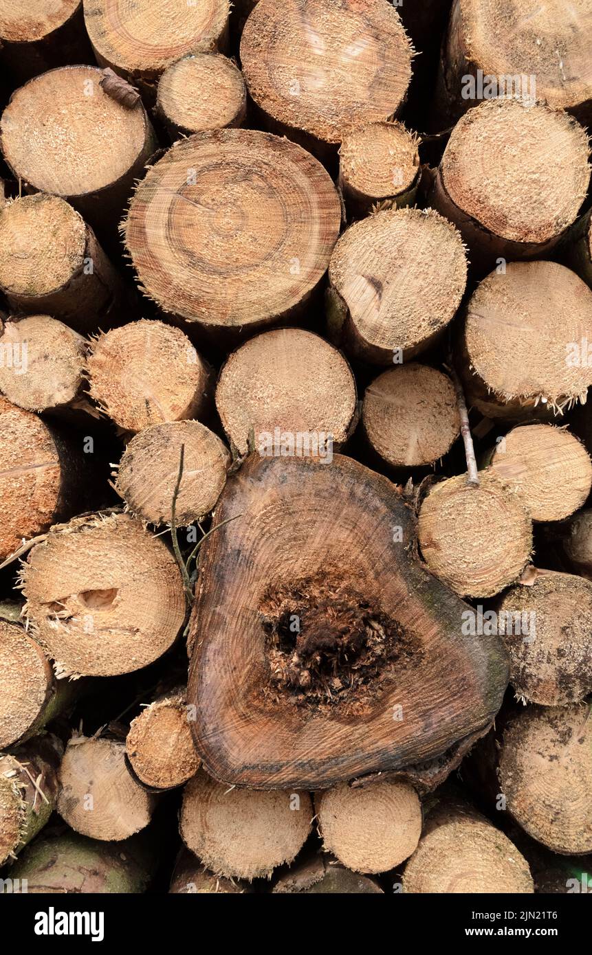 Pile of old rotting and dried logs with front view of cross-section ...