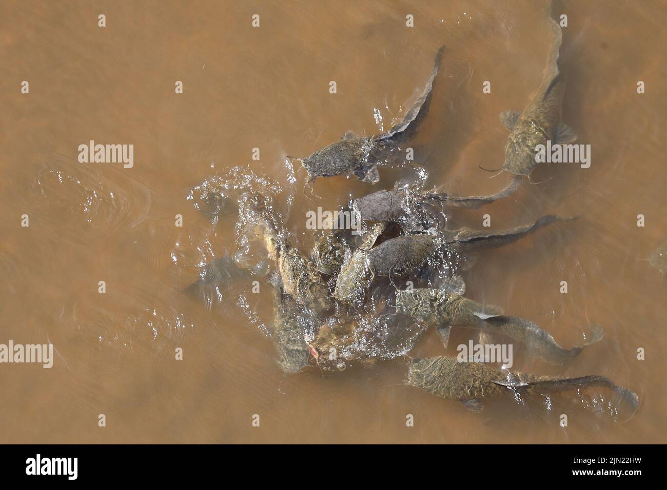 Afrikanischer Raubwels / African sharptooth catfish / Clarias ...