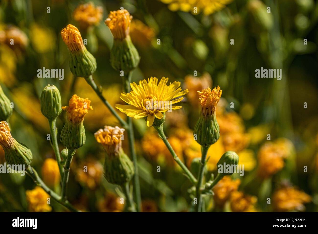 Darcy garden hi-res stock photography and images - Alamy