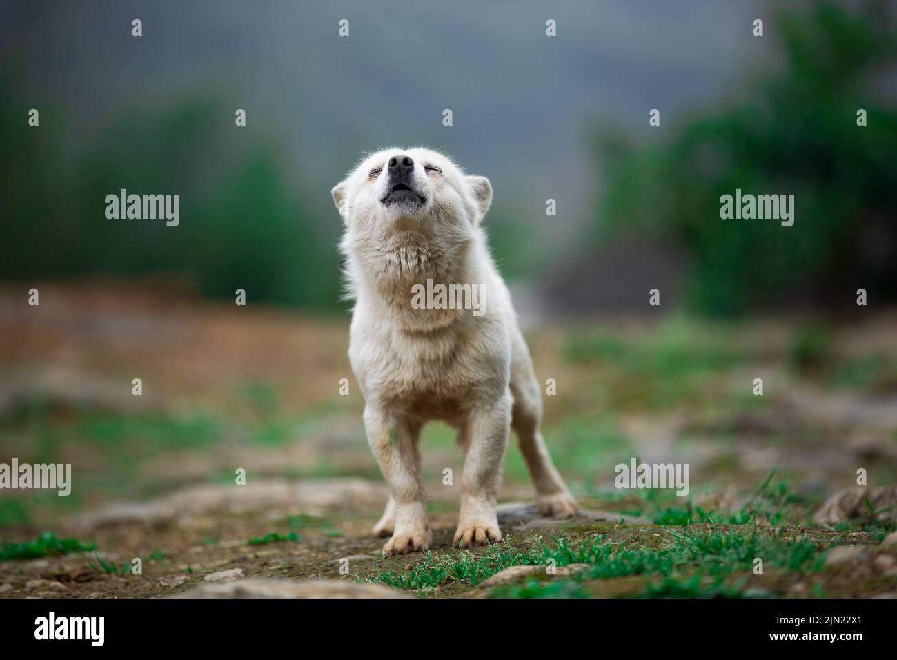 A white dog standing on grassy ground and howling Stock Photo - Alamy