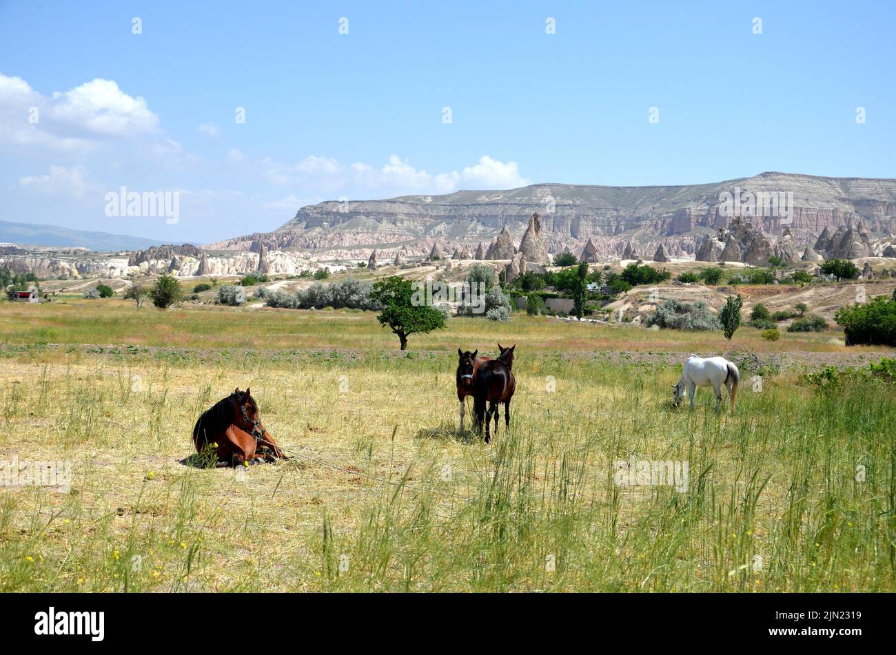 Cappadocia horse hi-res stock photography and images - Alamy