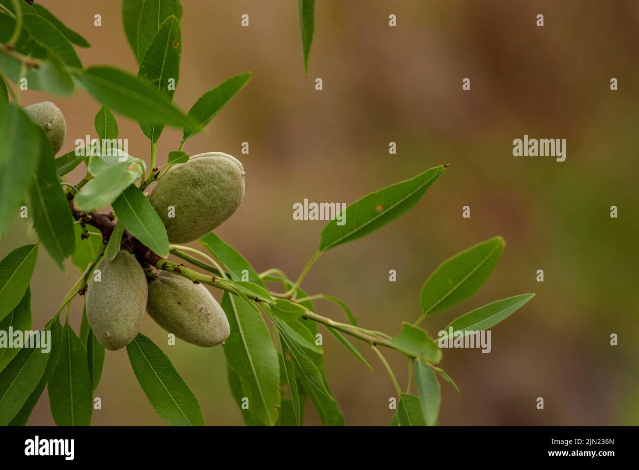 Almond’s nuts tree copy space green branch Moldova harvest Stock Photo ...