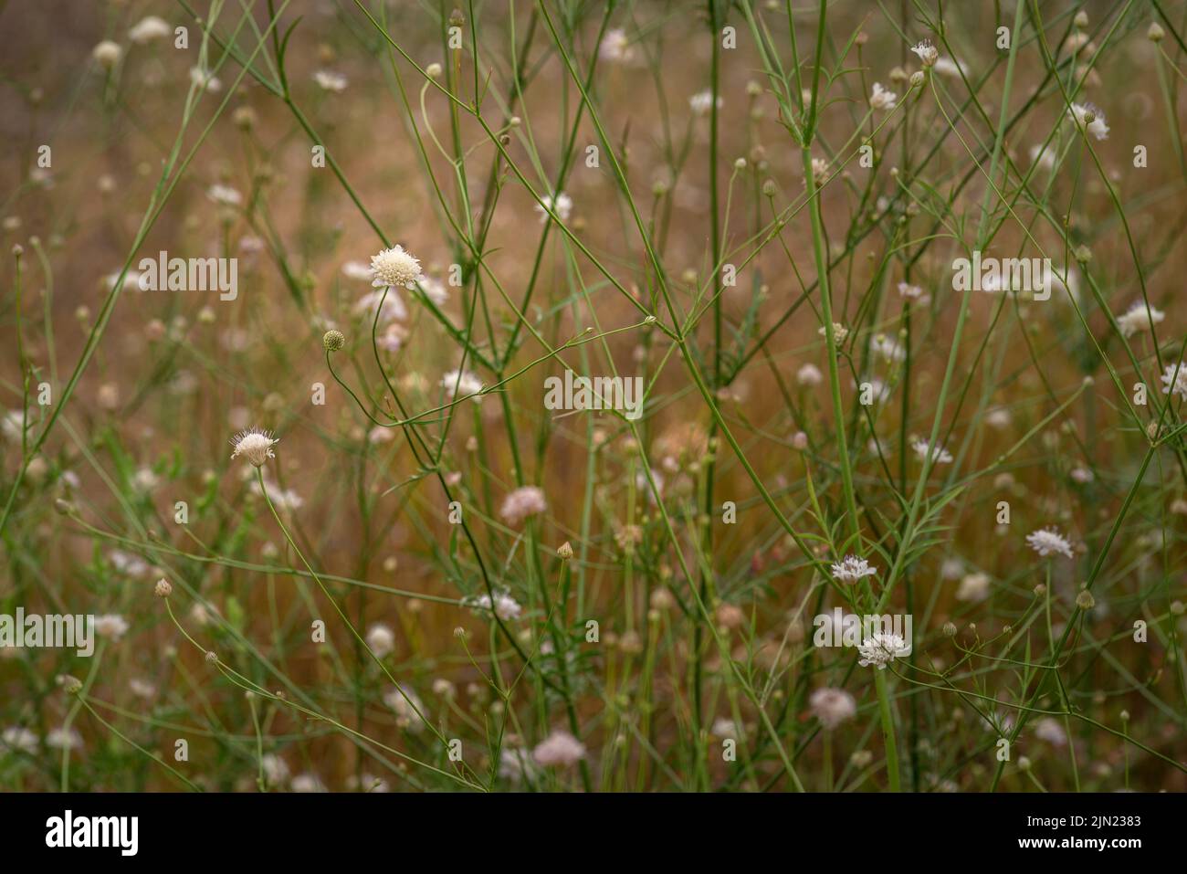 White cephalaria leucantha, Meadow. morning sunlight sunrise Wild ...