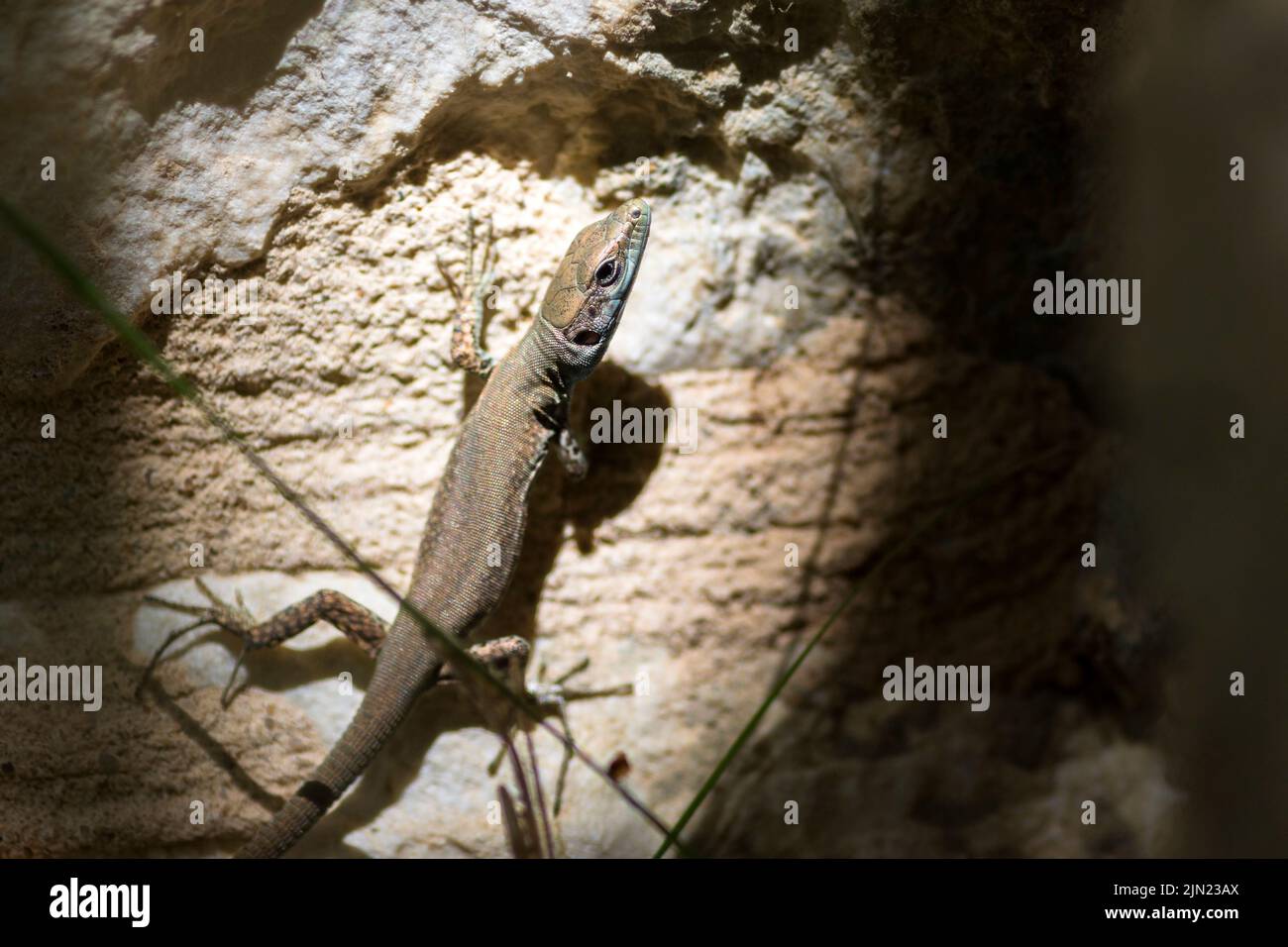 Lizard light hi-res stock photography and images - Alamy