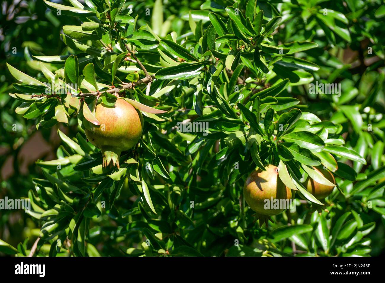 Kaki tree as seen in the Rotunda gardens, Thessaloniki, Macedonia ...
