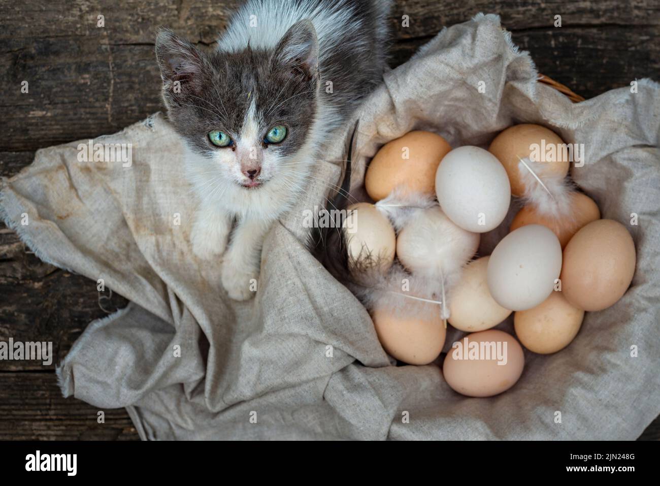 cat looking camera, organic eggs wooden table background Food Rustic ...