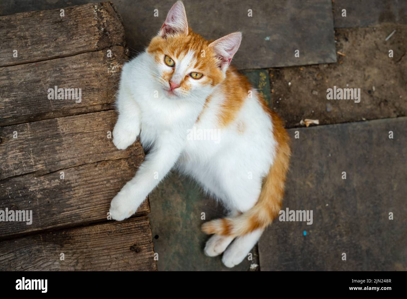 red white Cat with kind green eyes, Little kitten. Portrait cute ginger ...