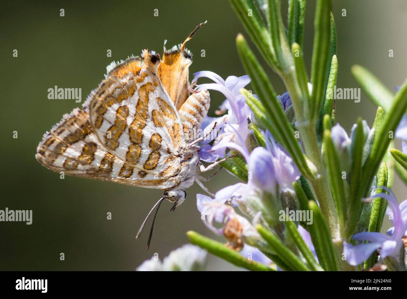 Cigaritis acamas hi-res stock photography and images - Alamy