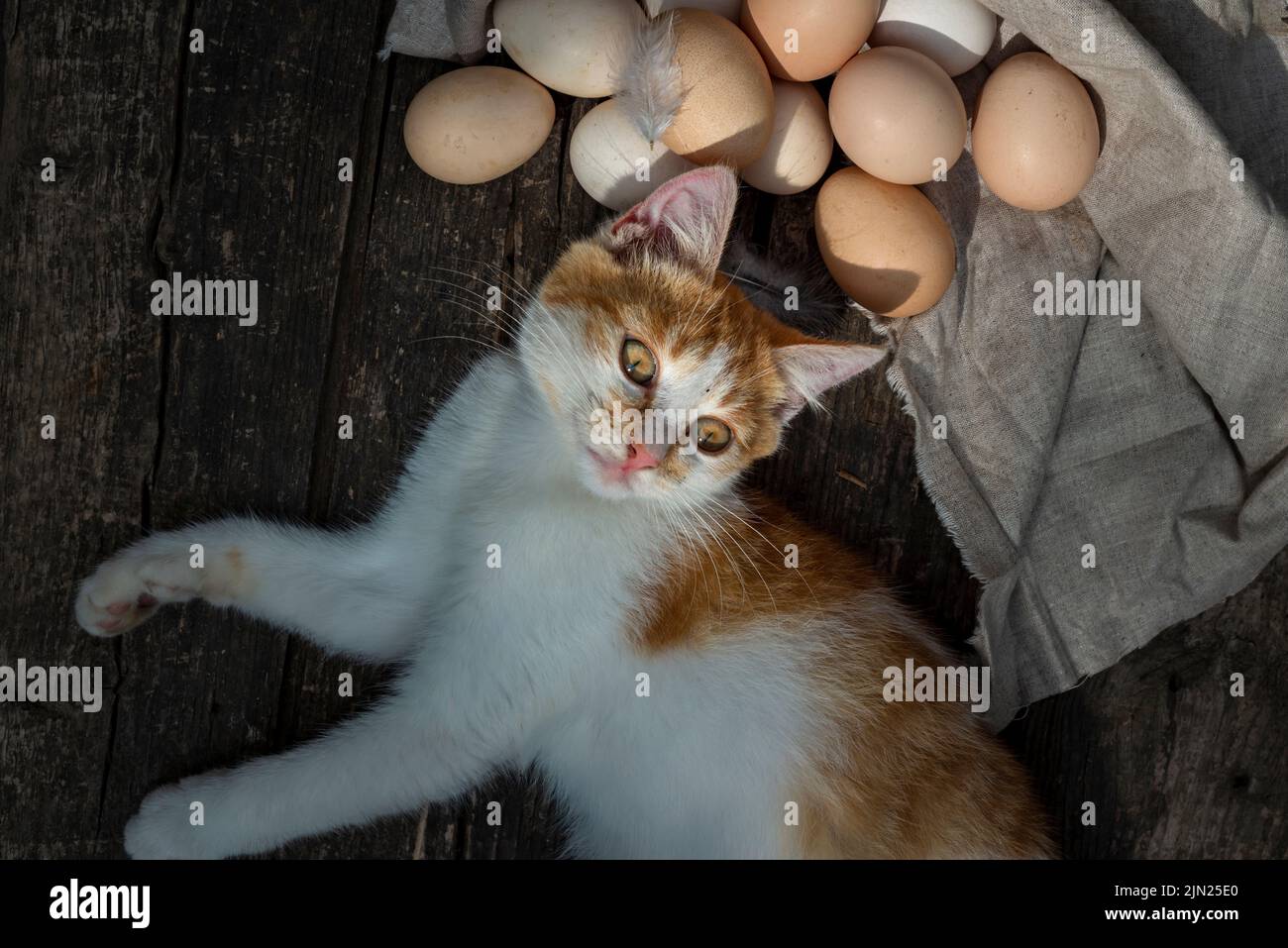 cat looking camera, organic eggs wooden table background Food Rustic ...