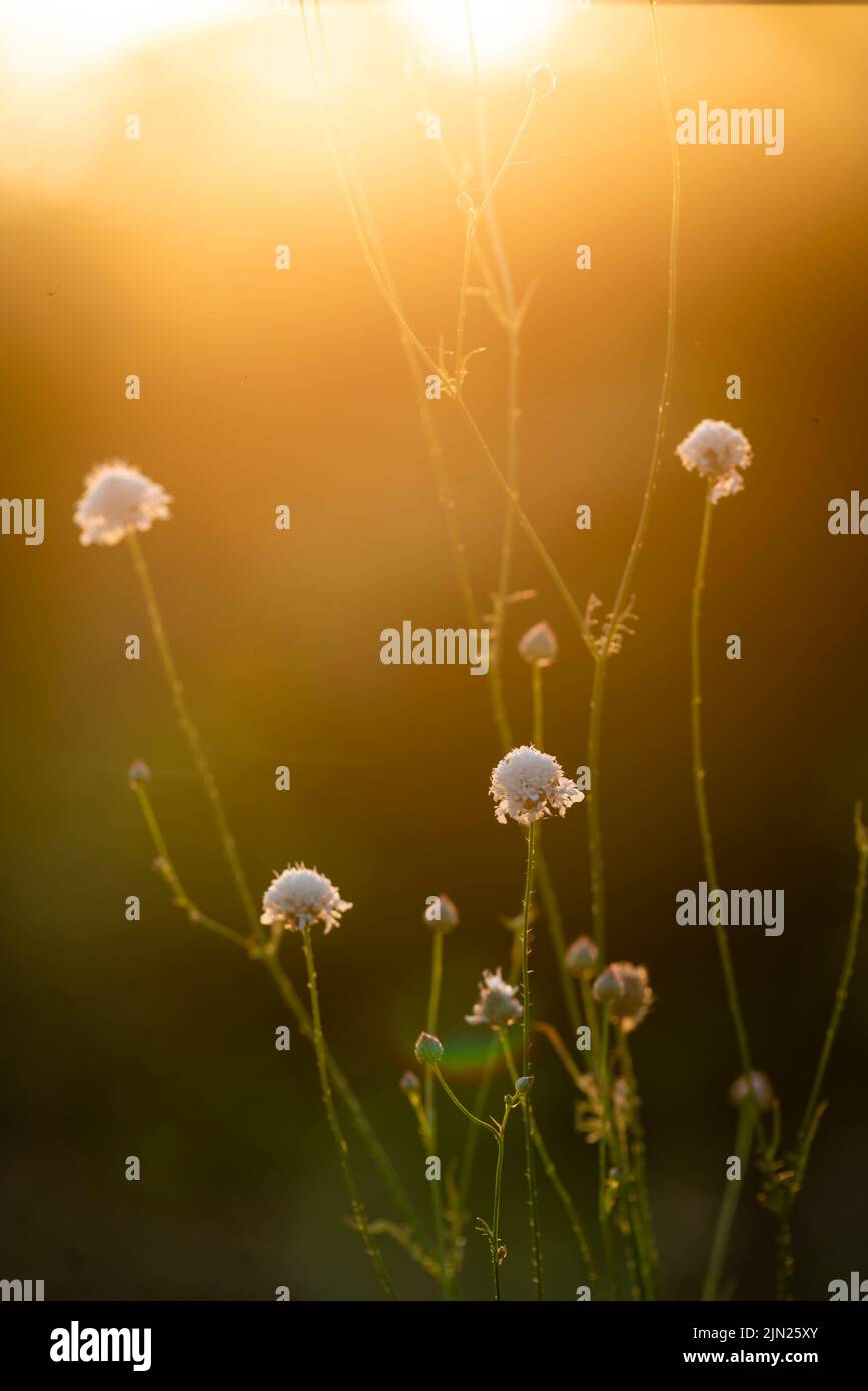 White cephalaria leucantha, Meadow. morning sunlight sunrise Wild ...