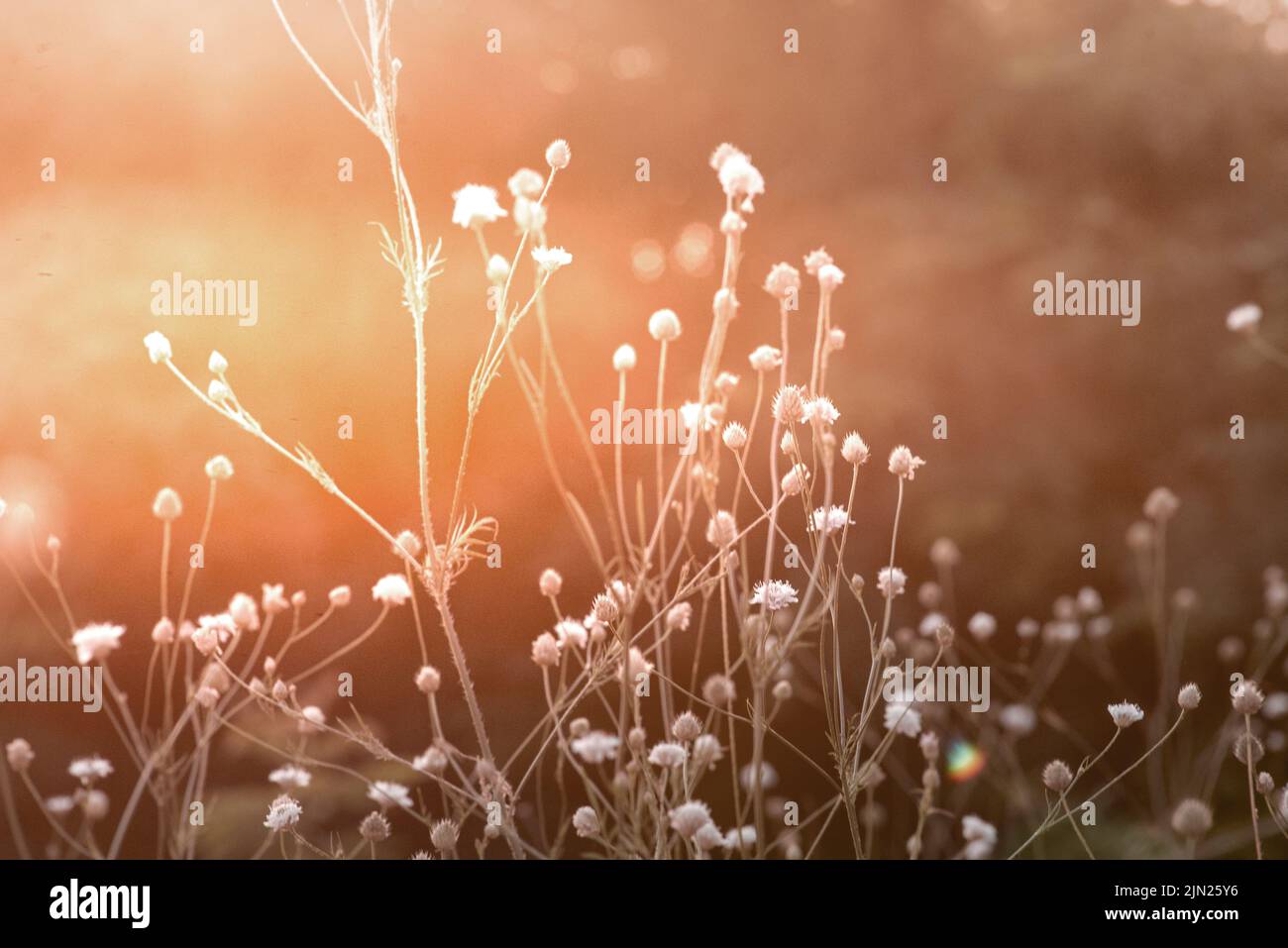 White cephalaria leucantha, Meadow. morning sunlight sunrise Wild ...