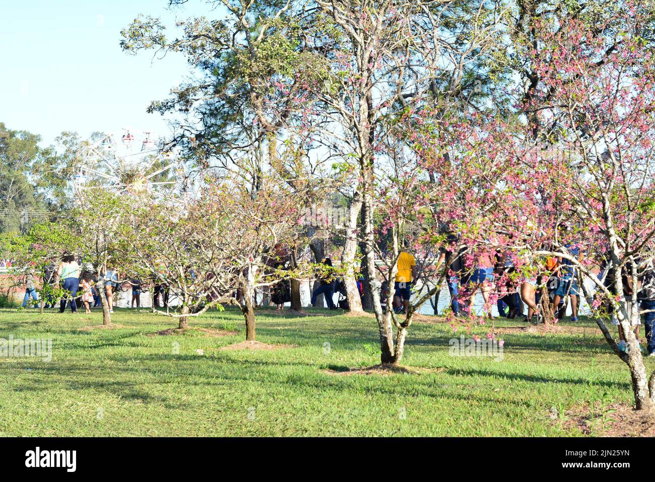 Tourists contemplating a cherry tree, in cherry blossom festival in ...
