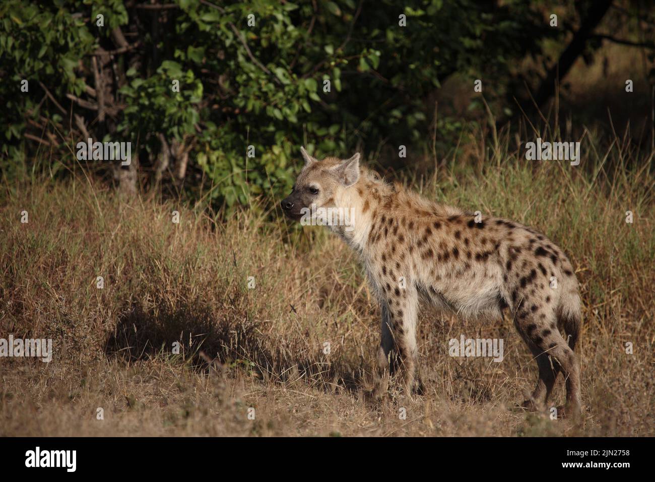 Tüpfelhyäne / Spotted hyaena / Crocuta crocuta Stock Photo - Alamy