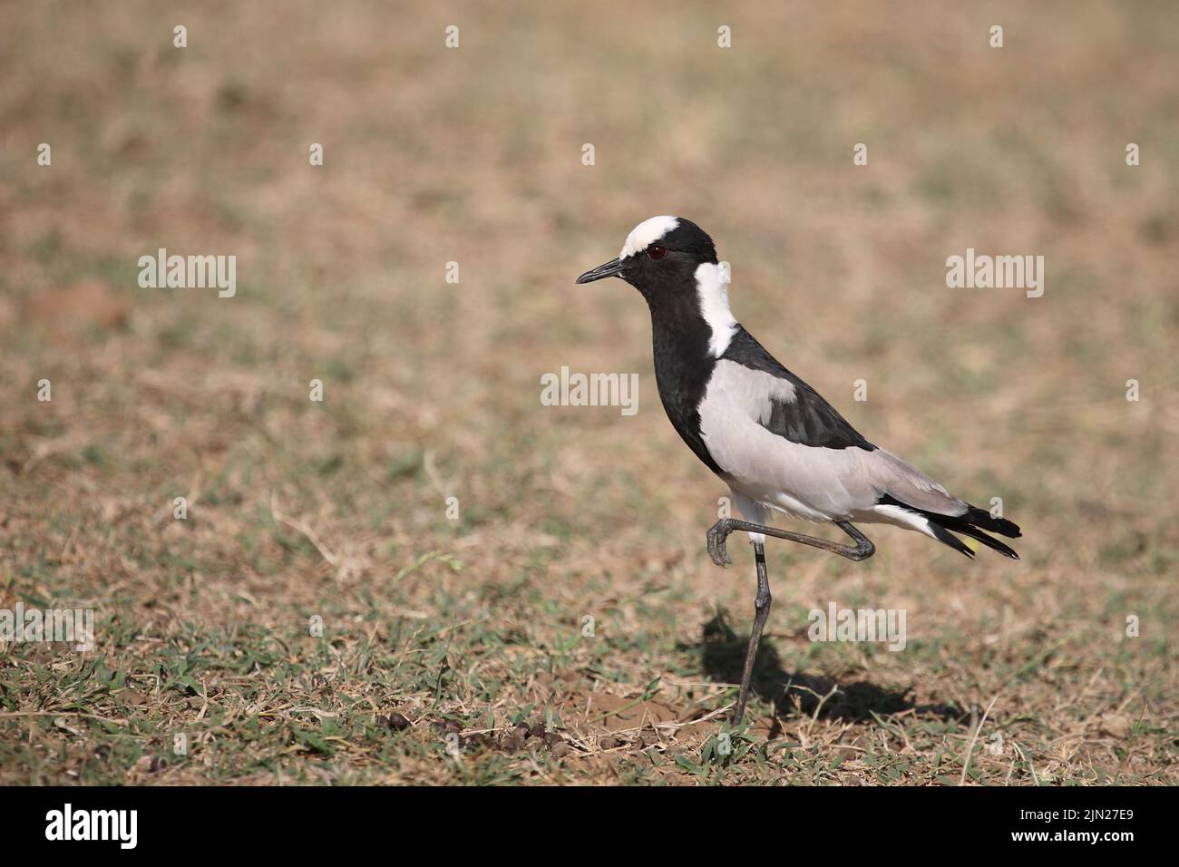 Waffenkiebitz / Blacksmith lapwing or Blacksmith plover / Vanellus ...