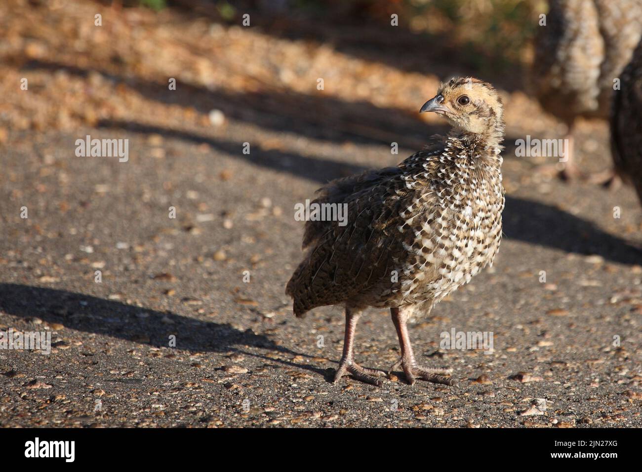 Swainsonfrankolin / Swainson's francolin or Swainson's spurfowl ...