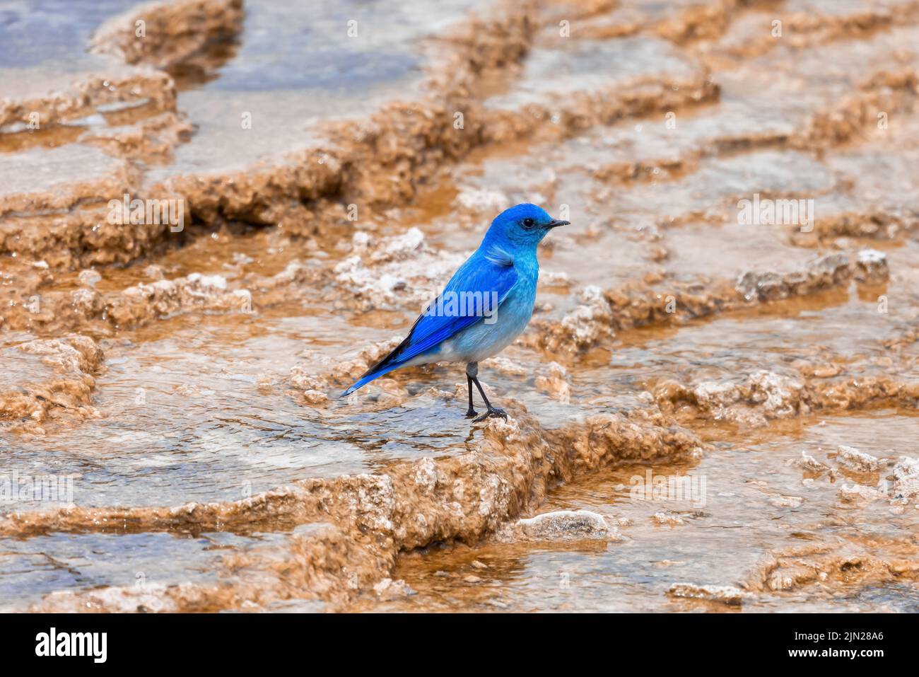 Small Colorful Bird at Hot Spring Landscape with unique ground ...