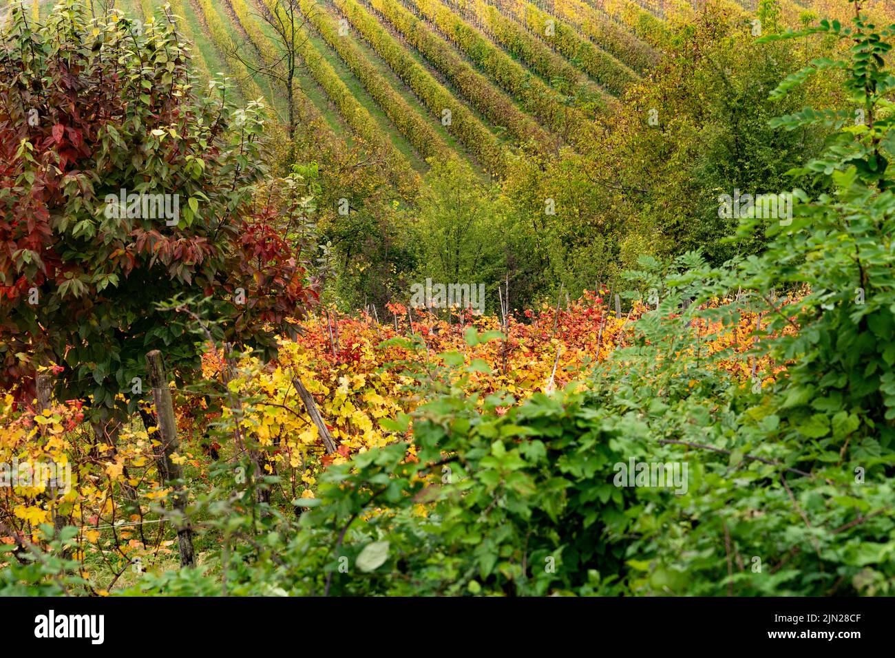 Barolo wine region, Langhe, Piedmont, Italy Stock Photo - Alamy