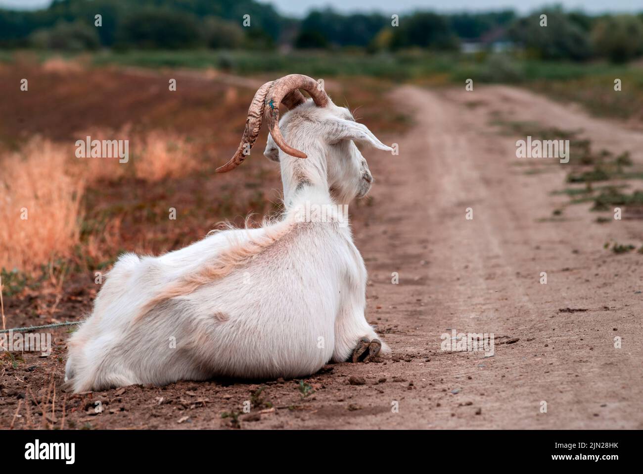 Young she goat hi-res stock photography and images - Alamy