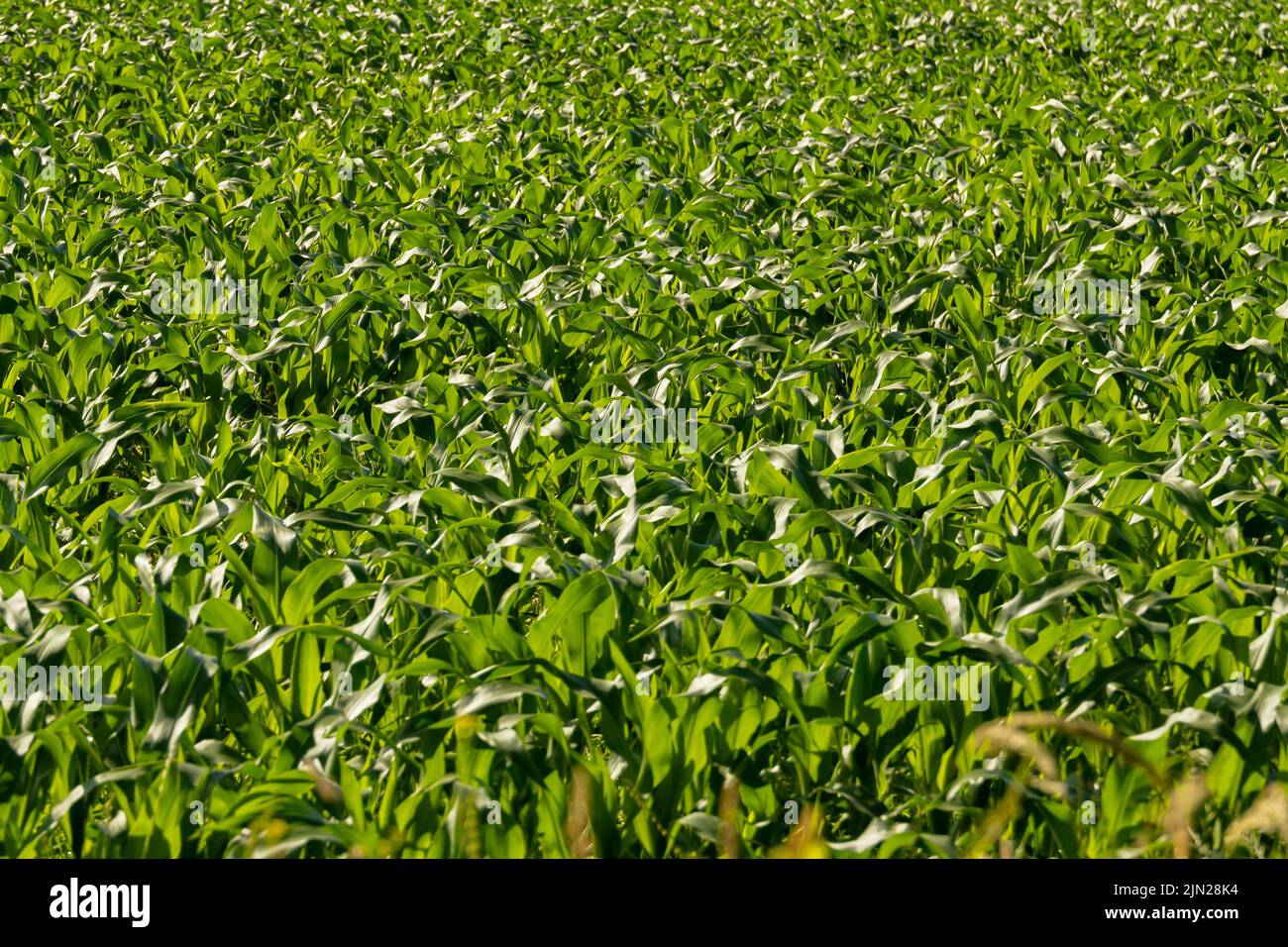 corn field whose scientific name is zea mays waiting for the ears to ...
