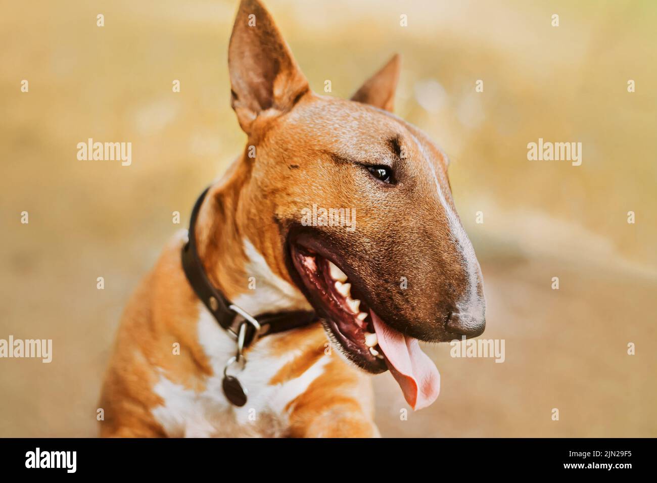 Portrait of a cute beautiful ginger bull terrier with a collar around ...