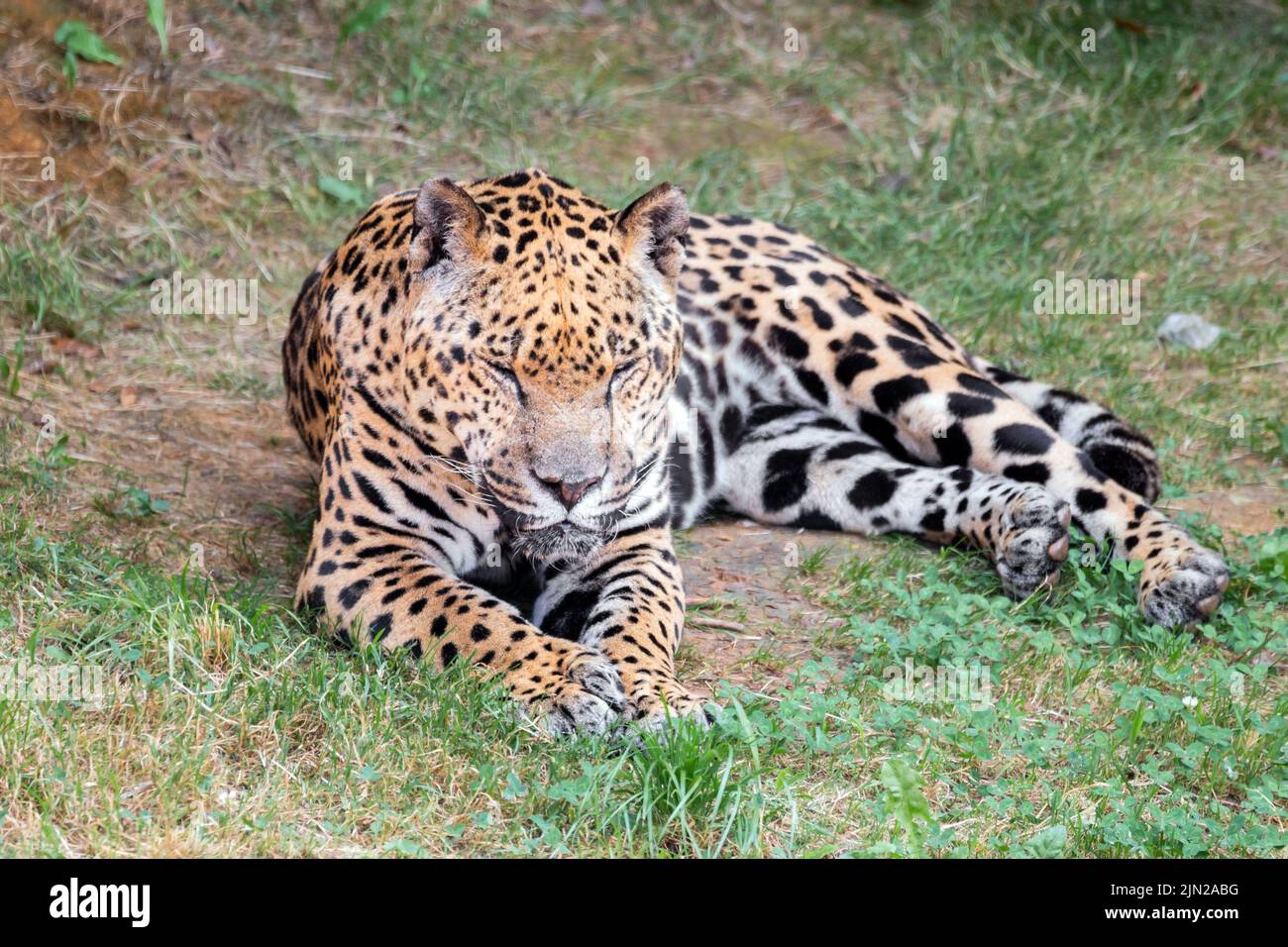 Leopard in the natural habitat. Widlife scene from nature. High quality ...