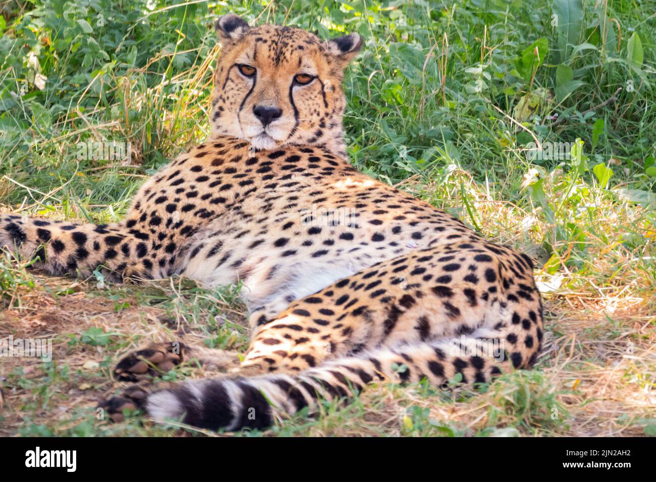 High quality cheetah hi-res stock photography and images - Alamy