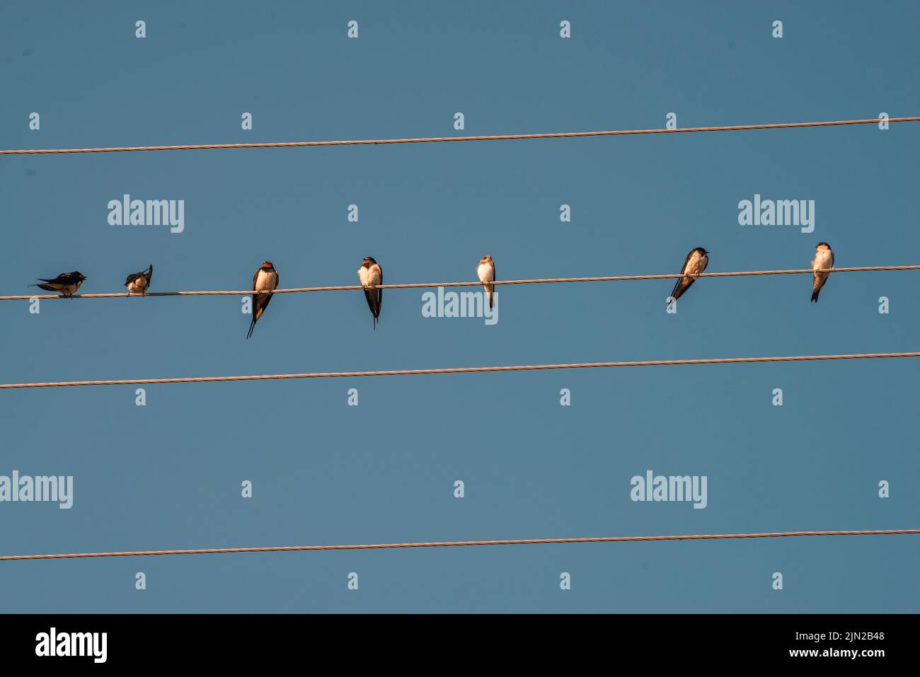 Barn swallow resting and playing on a cable. A fairly large, colorful ...
