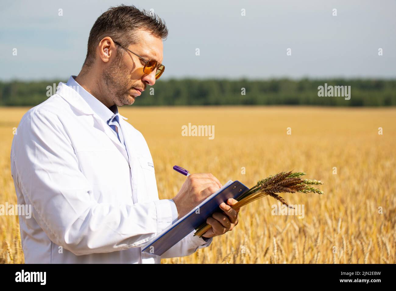 An agronomist in a wheat field checks the condition of the crop and ...