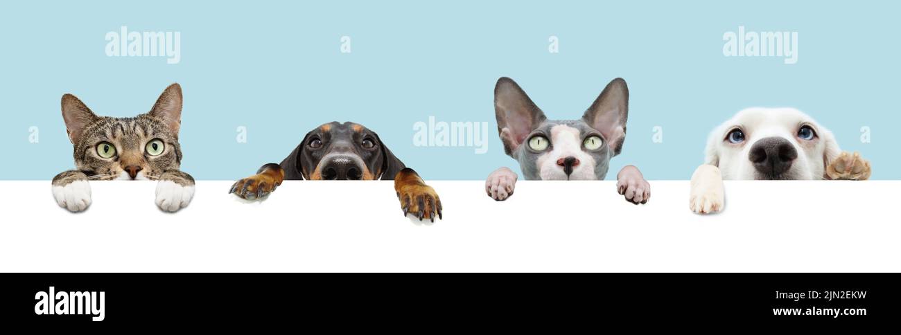 Banner four pets, hanging its paws hanging in a blank in a row ...