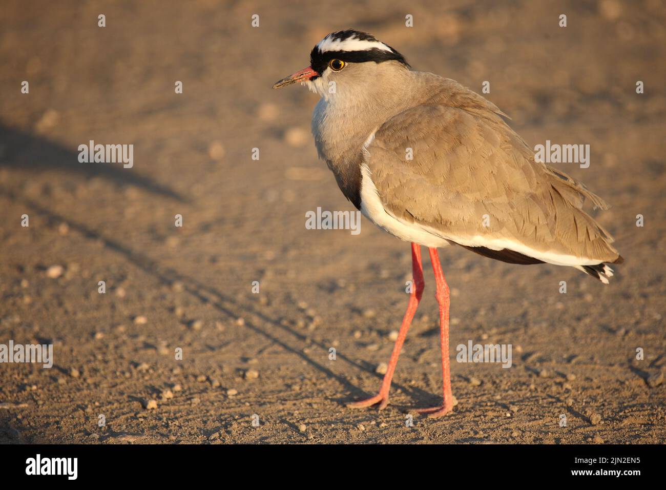 Kronenkiebitz / Crowned plover or Crowned lapwing / Vanellus coronatus ...