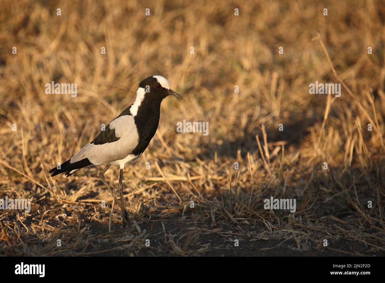 Waffenkiebitz / Blacksmith lapwing or Blacksmith plover / Vanellus ...