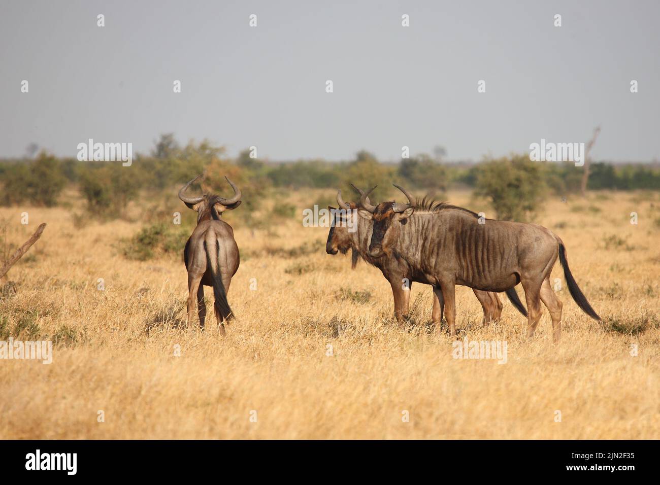 Streifengnu / Blue wildebeest / Connochaetes taurinus Stock Photo - Alamy