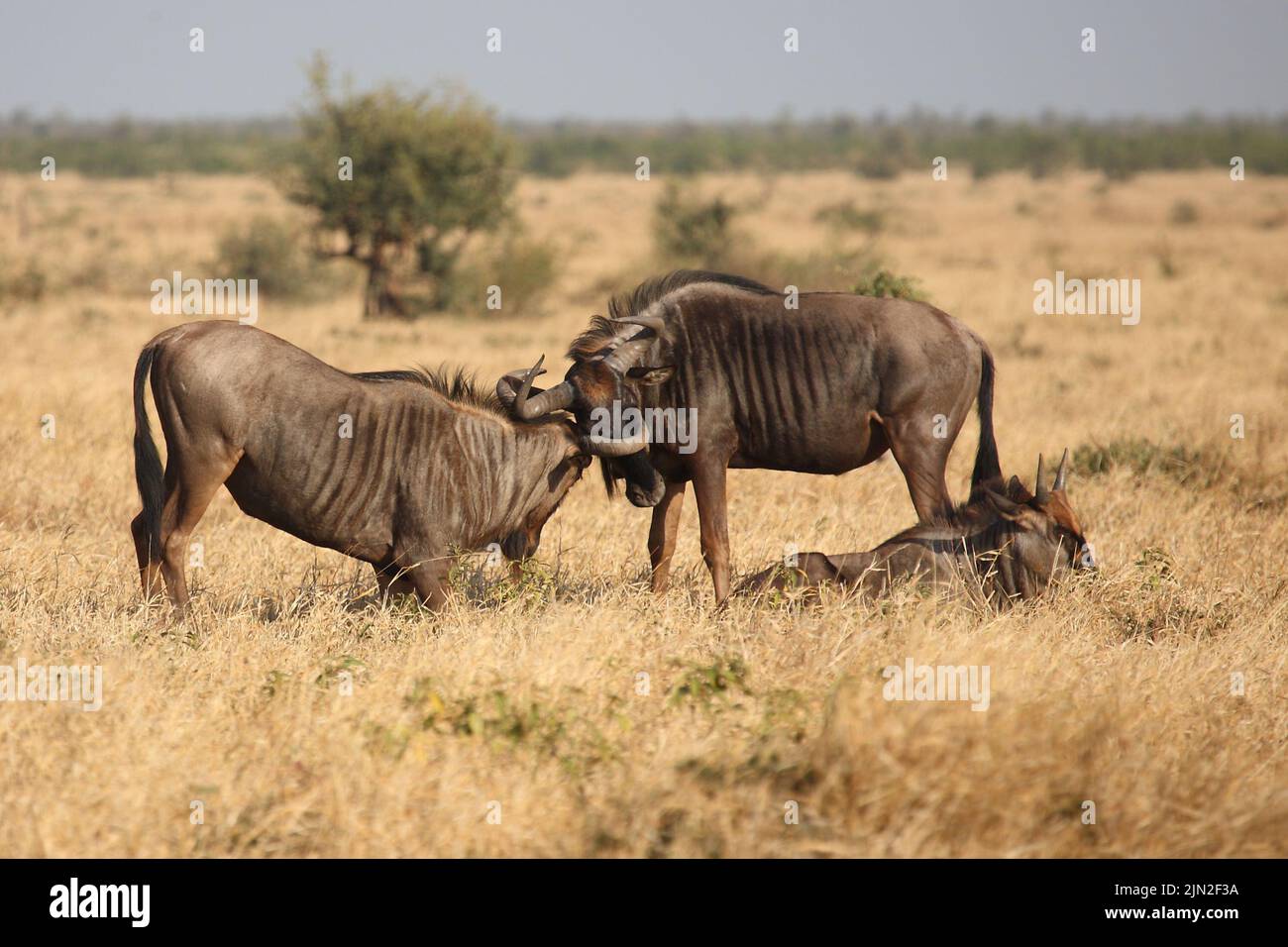 Streifengnu / Blue wildebeest / Connochaetes taurinus Stock Photo - Alamy
