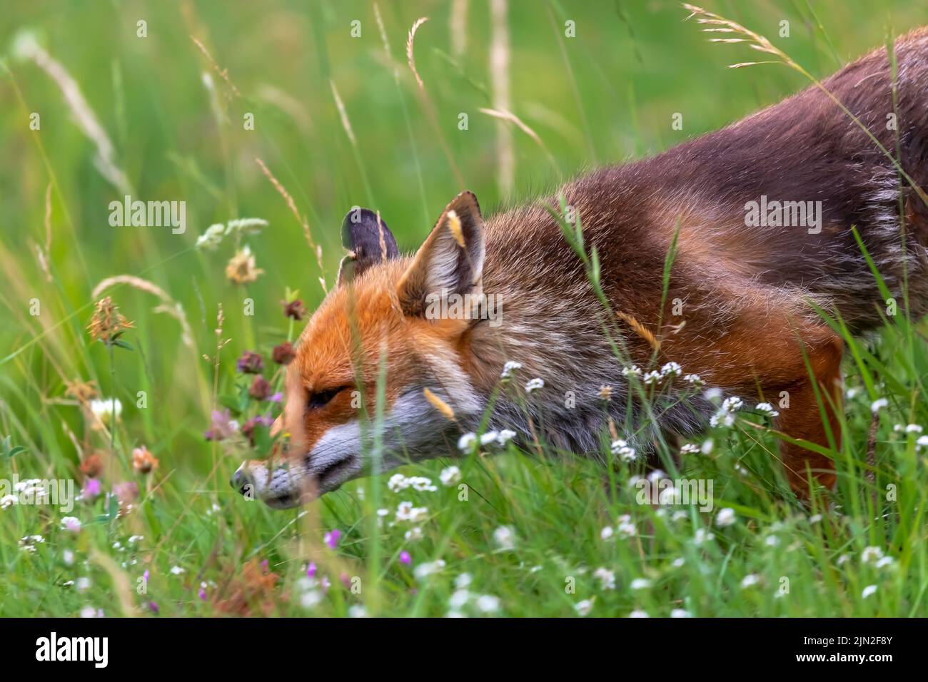 A splendid specimen of red fox photographed in the foreground while ...
