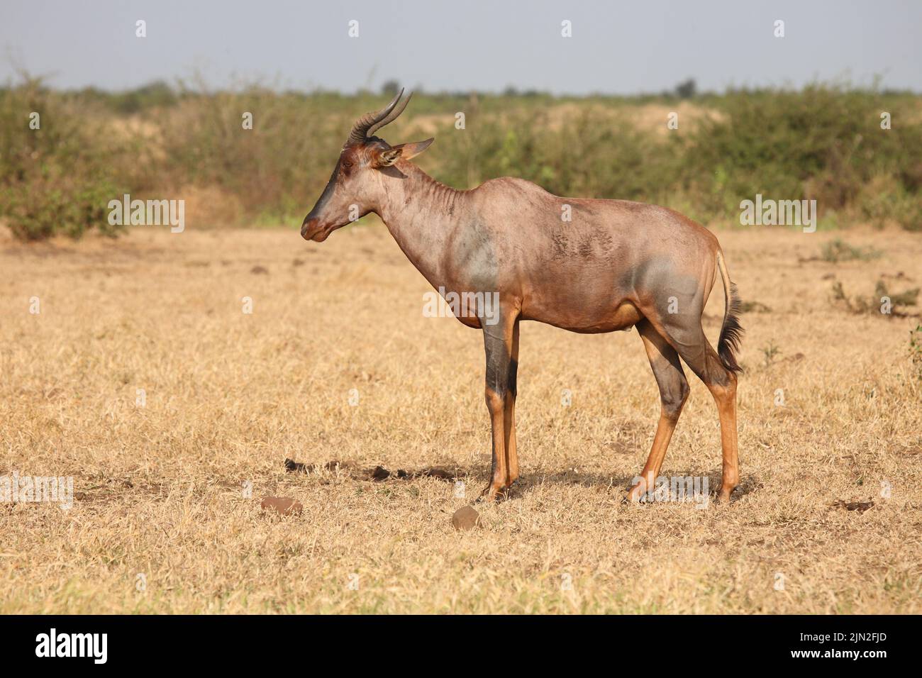 Leierantilope oder Halbmondantilope / Common tsessebe / Damaliscus ...