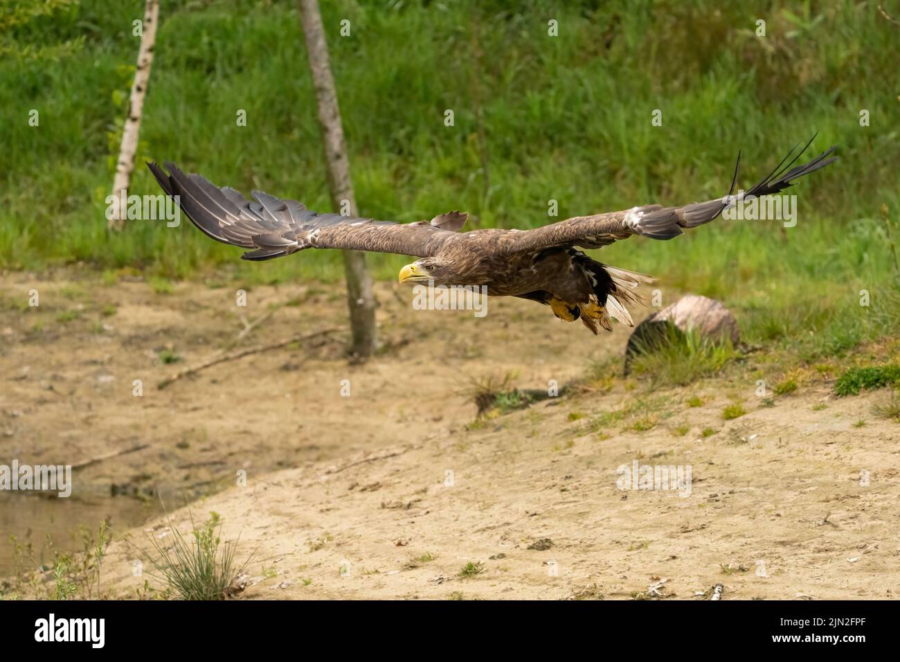 A hunting bald eagle glides effortlessly through the air while flying ...