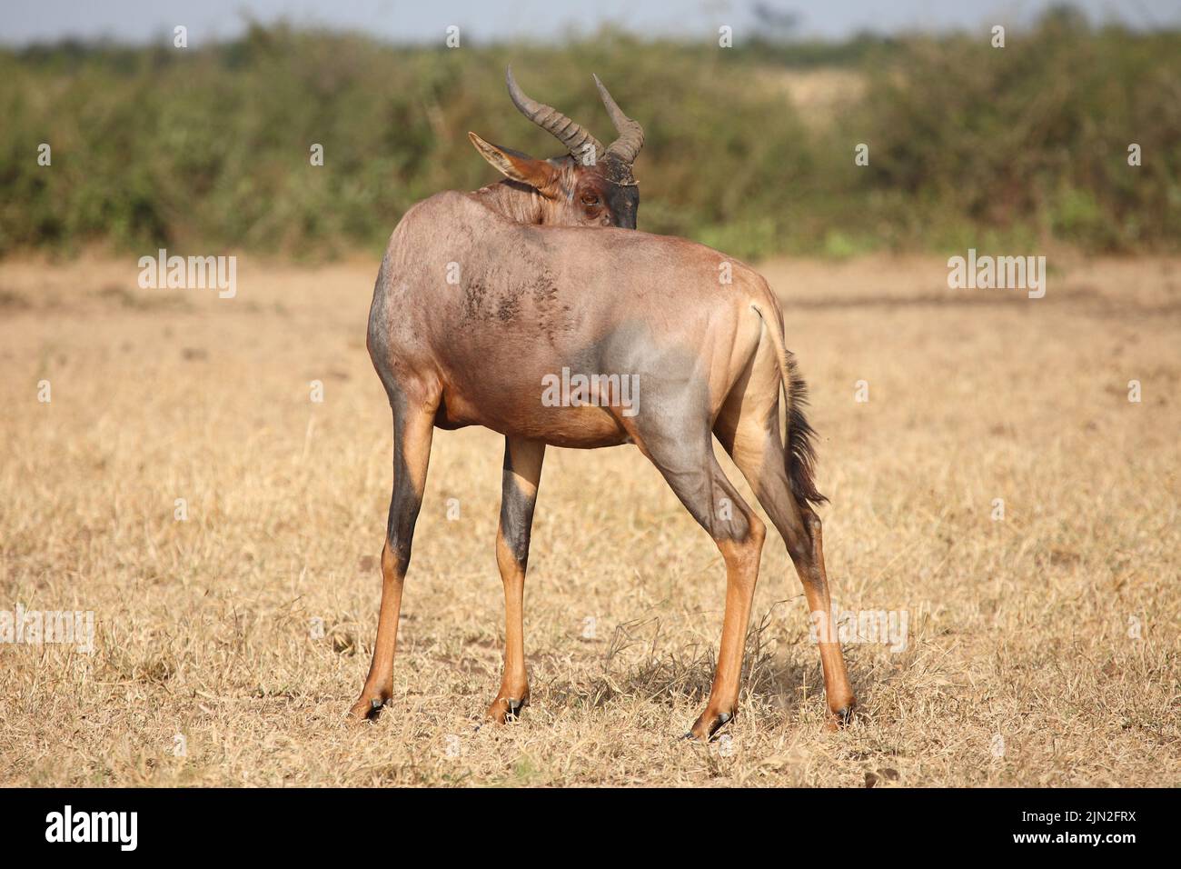Leierantilope oder Halbmondantilope / Common tsessebe / Damaliscus ...