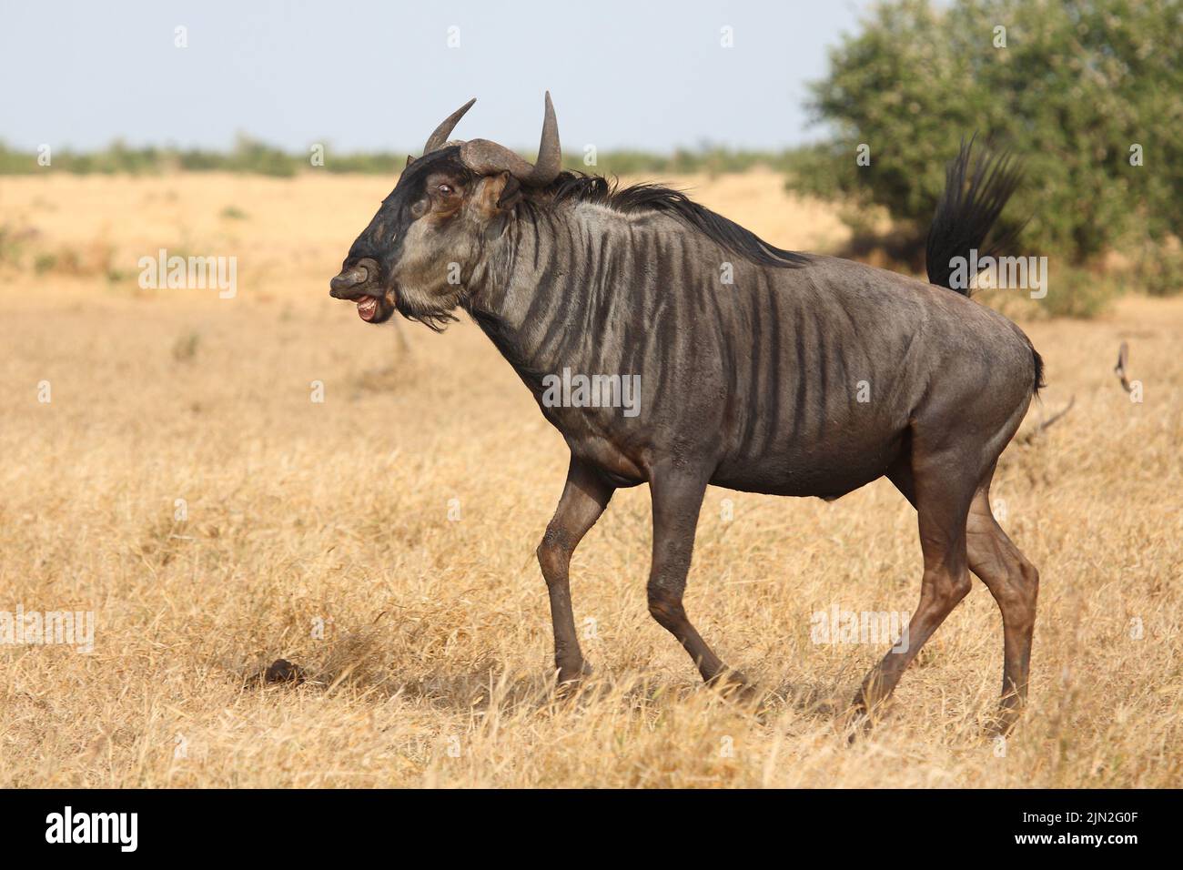 Streifengnu / Blue wildebeest / Connochaetes taurinus Stock Photo - Alamy