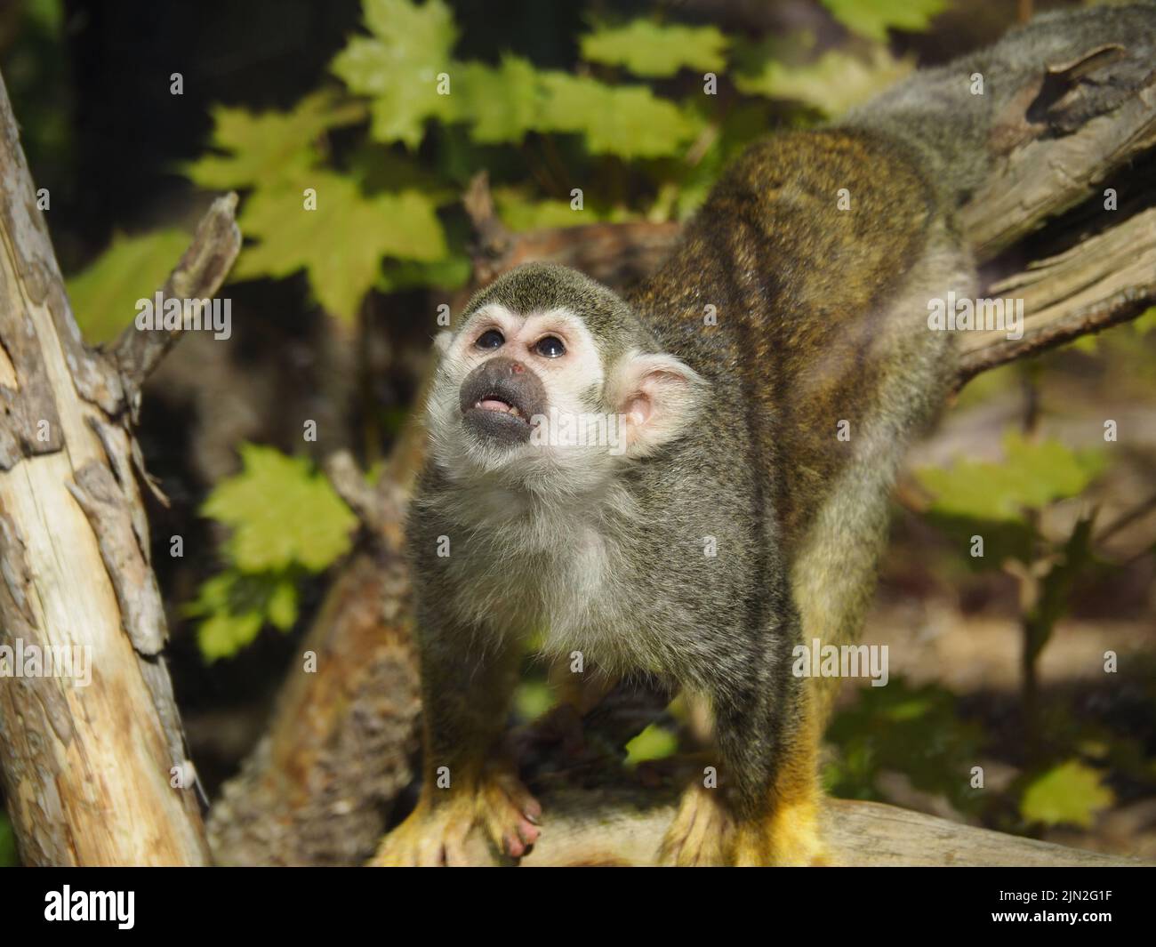 Monkey in the zoo Stock Photo - Alamy