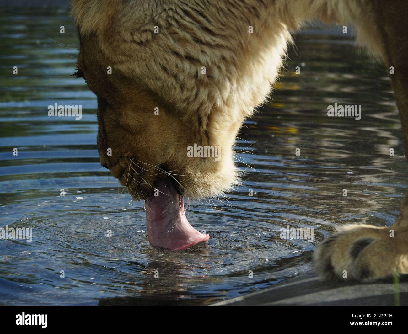 Lioness lapping hi-res stock photography and images - Alamy