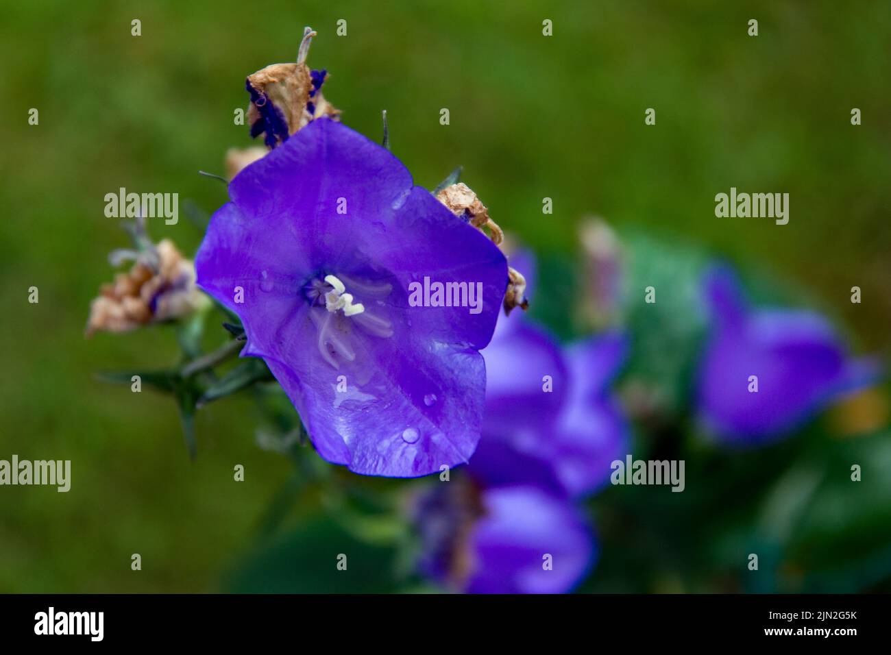 Campanula carpatica 'Blaue Clips' This perennial dies back to below ...