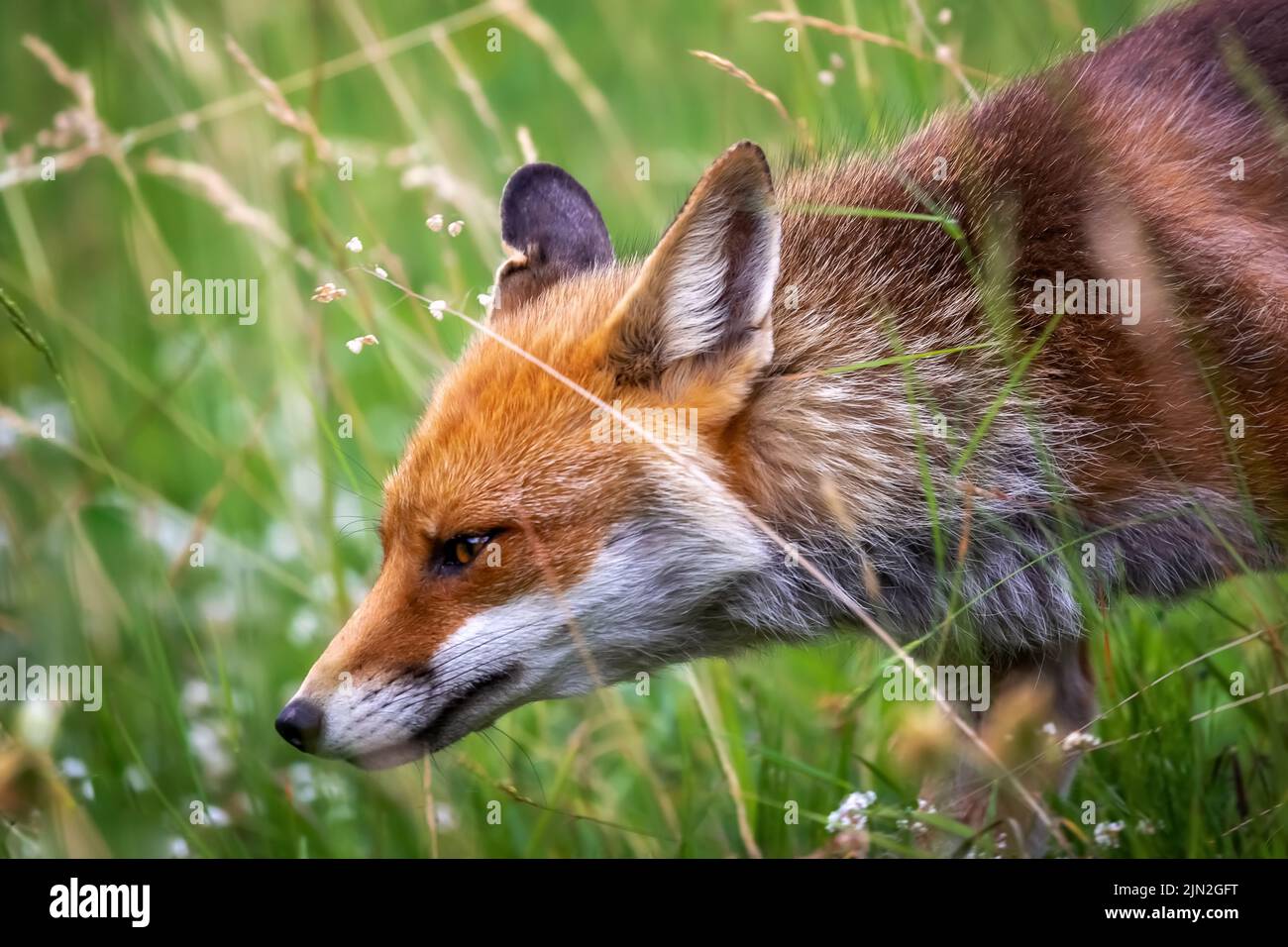 A splendid specimen of red fox photographed in the foreground while ...