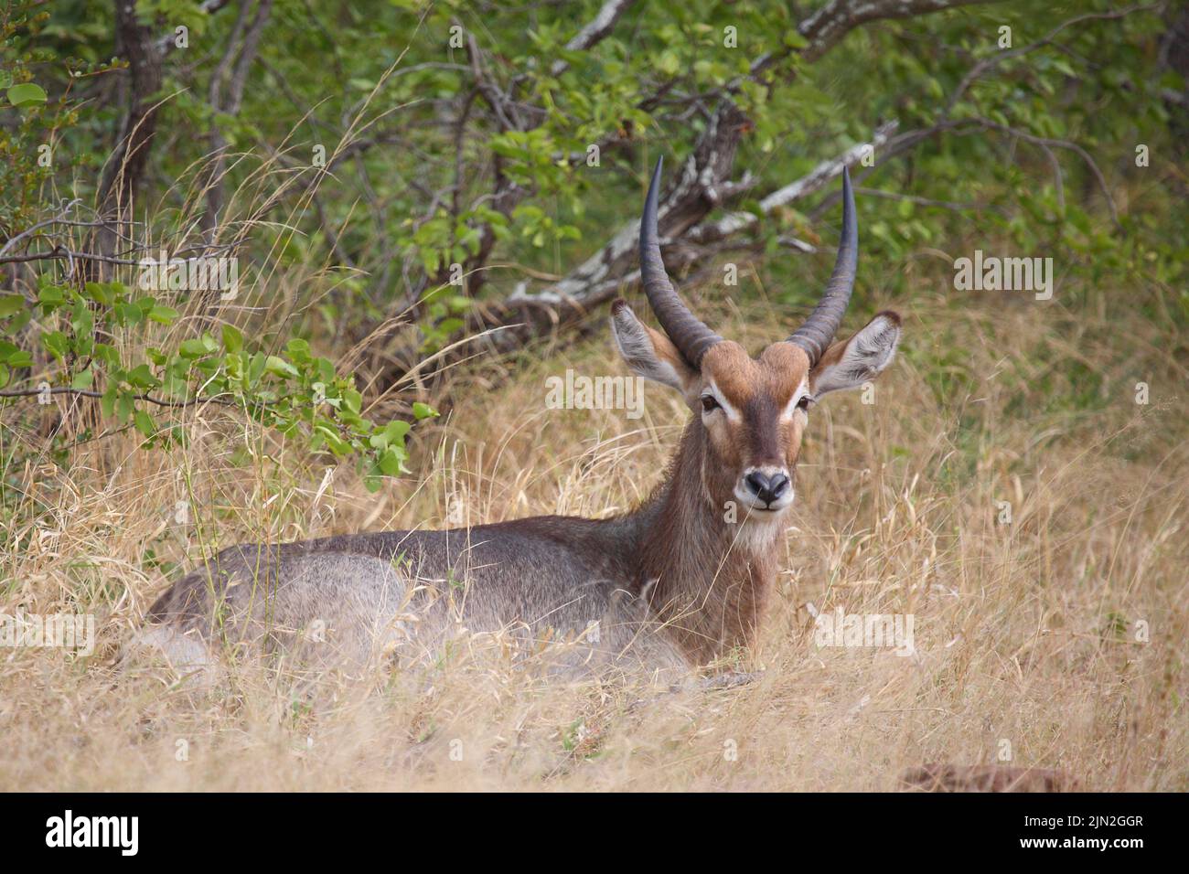 Wasserbock antilope hi-res stock photography and images - Alamy