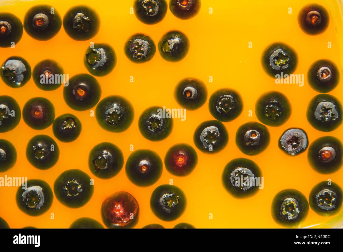 Jelly dessert with fresh blueberries served in a glass, selective focus ...