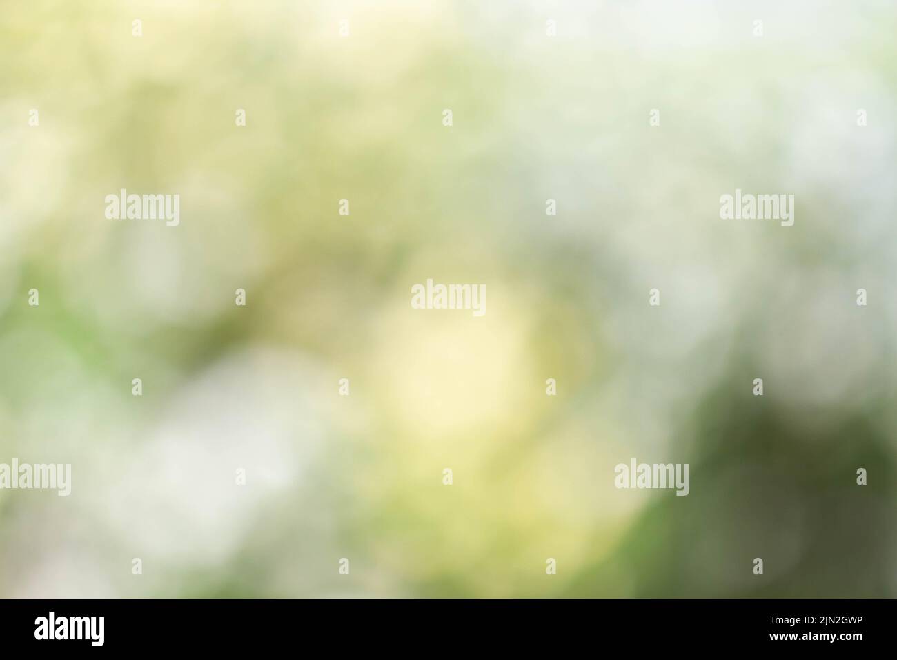 Abstract background. Background in blur out of focus. Texture in shades of green. Bokeh in the ...