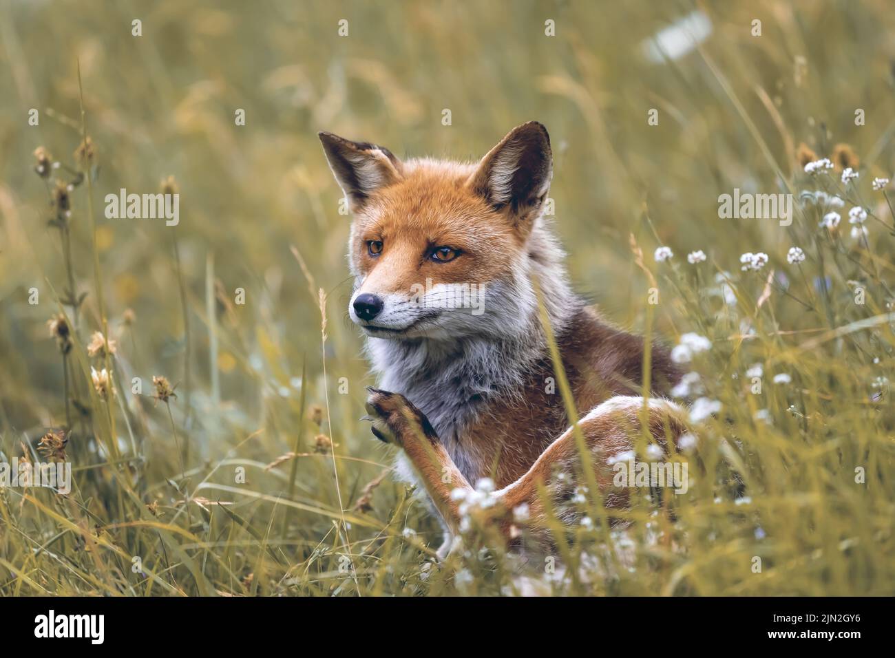 A splendid specimen of red fox photographed in the foreground, against ...